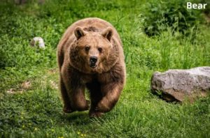 What Animals Gallop? (10 Examples + Pictures) - Animal Quarters