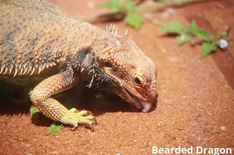 9 Animals That Are Clumsy! with Pictures! - Animal Quarters