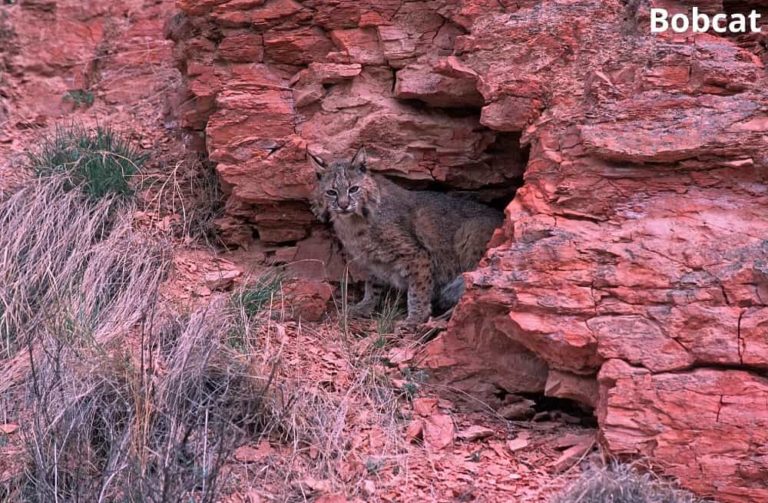 10 Examples of Animals That Live in a Den! See Pictures - Animal Quarters