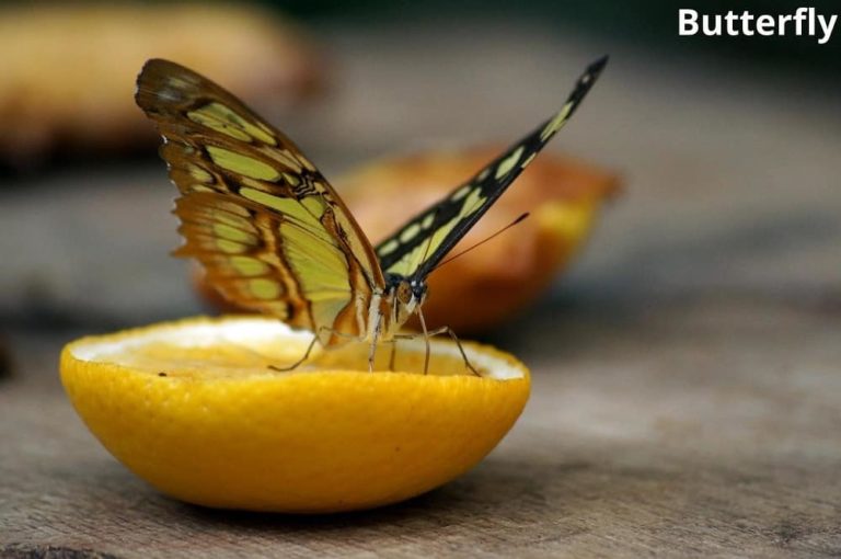 What Animals Eat Lemons? (7 Examples + Pictures) - Animal Quarters