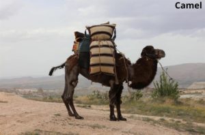 7 Animals That Carry Loads! See Pictures - Animal Quarters