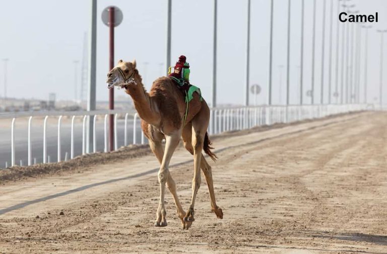 What Animals Gallop? (10 Examples + Pictures) - Animal Quarters