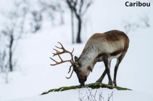 What Animals Eat Moss? 7 Examples with Pictures! - Animal Quarters