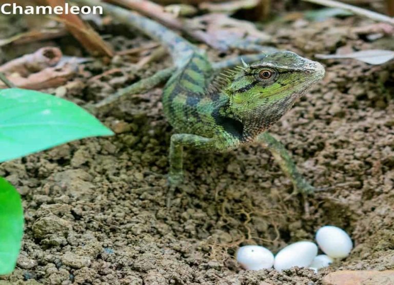 What Animals Bury Their Eggs? 7 Examples! - Animal Quarters