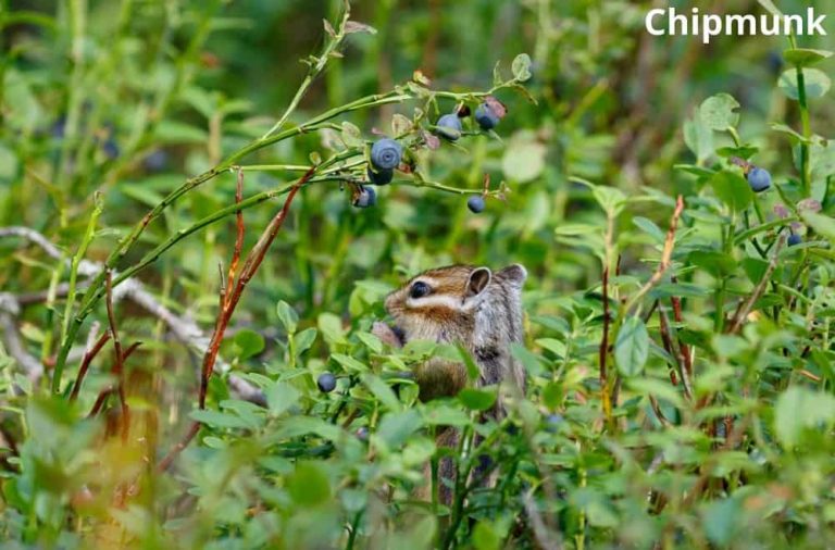 What Animals Eat Blueberries? 10 Examples with Pictures - Animal Quarters