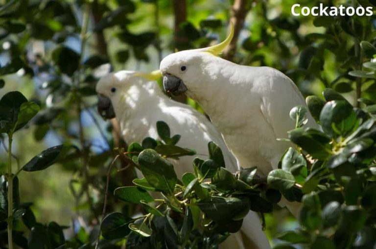What Animals Eat Lemons? (7 Examples + Pictures) - Animal Quarters