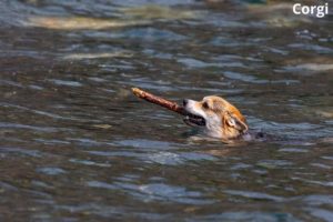 Animals That Float on Water! (7 Examples of Floating Animals) - Animal ...