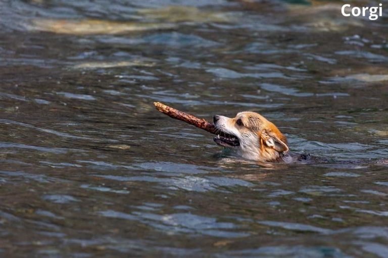 Animals That Float on Water! (7 Examples of Floating Animals) - Animal ...