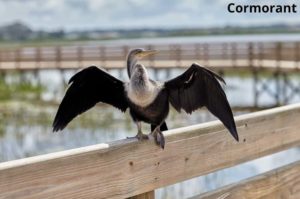 Animals That Waddle | 7 Examples of Waddling Animals - Animal Quarters