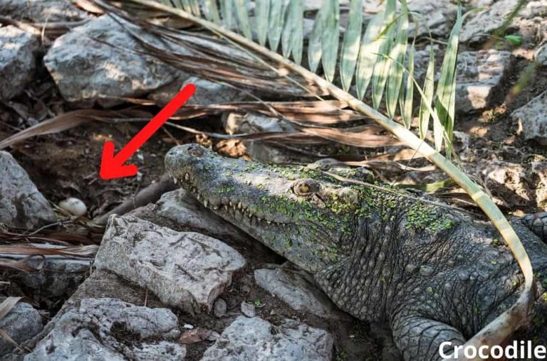 What Animals Bury Their Eggs? 7 Examples! - Animal Quarters