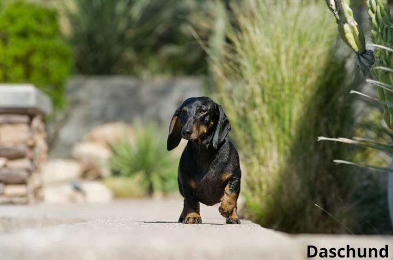 Animals That Waddle | 7 Examples of Waddling Animals - Animal Quarters