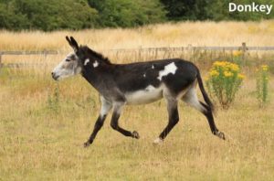 What Animals Gallop? (10 Examples + Pictures) - Animal Quarters