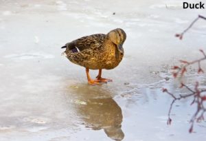 9 Animals That Are Clumsy! with Pictures! - Animal Quarters