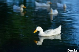 Animals That Float on Water! (7 Examples of Floating Animals) - Animal ...