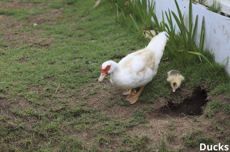 Animals That Waddle | 7 Examples of Waddling Animals - Animal Quarters