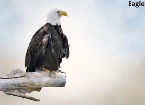 What Animals Have Feathers? 10 Examples with Pictures - Animal Quarters