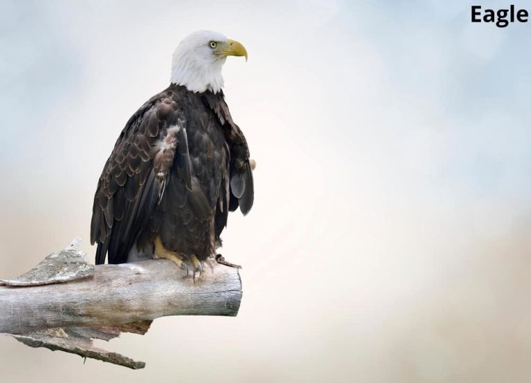 9 Fascinating Animals That Are Patient! See Pictures - Animal Quarters