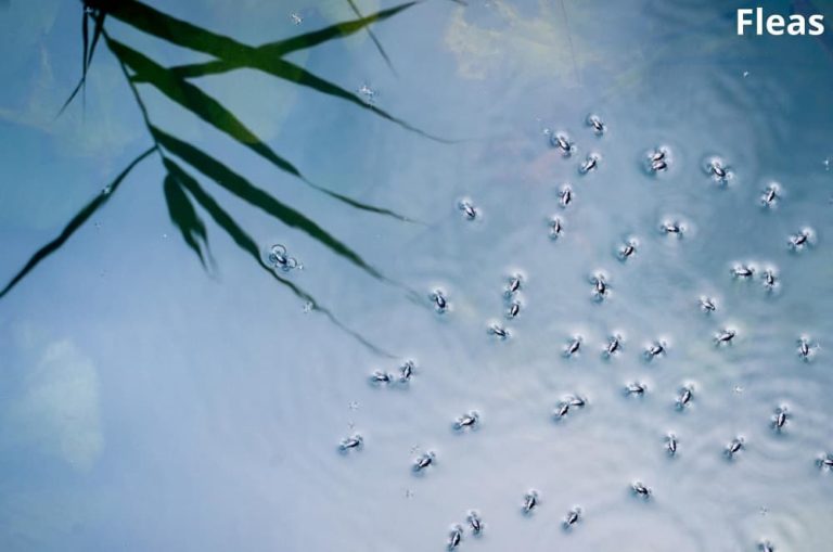 Animals That Float on Water! (7 Examples of Floating Animals) - Animal ...