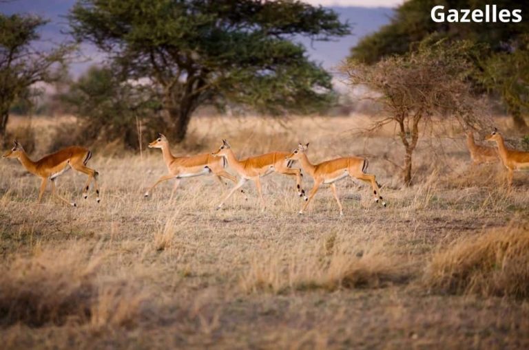 What Animals Gallop? (10 Examples + Pictures) - Animal Quarters