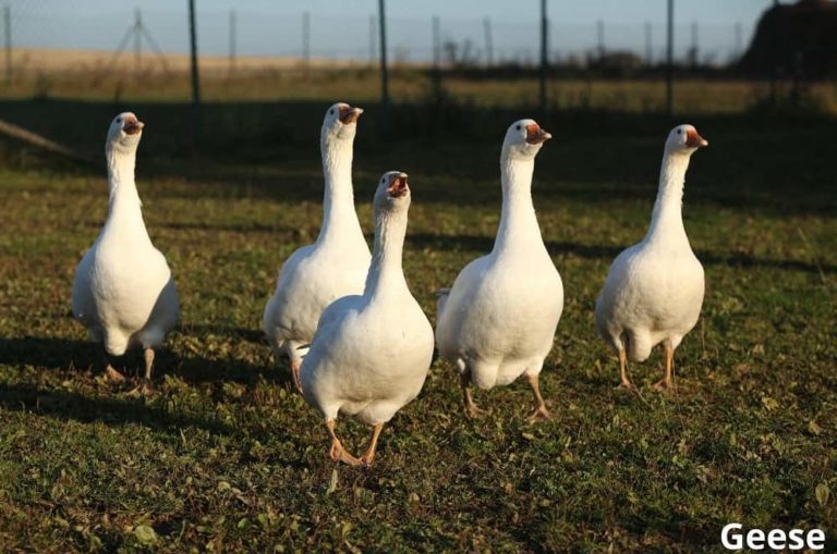 Animals That Waddle | 7 Examples of Waddling Animals - Animal Quarters