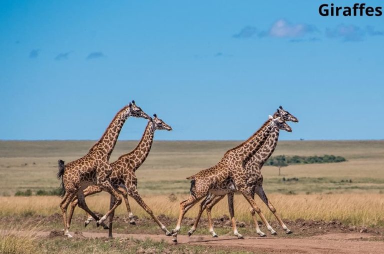 What Animals Gallop? (10 Examples + Pictures) - Animal Quarters