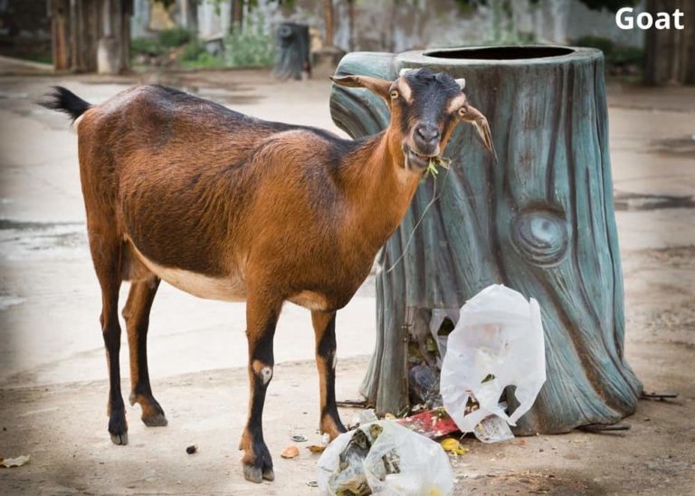 Animals That Eat Garbage! (13 Trash Eating Animals) - Animal Quarters