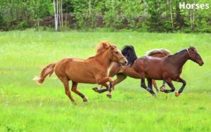 What Animals Gallop? (10 Examples + Pictures) - Animal Quarters