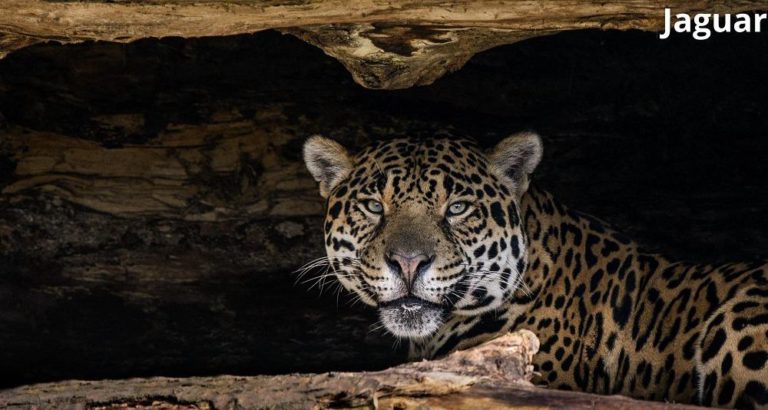 10 Examples of Animals That Live in a Den! See Pictures - Animal Quarters