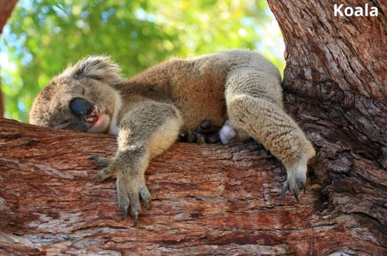 9 Animals That Are Clumsy! with Pictures! - Animal Quarters