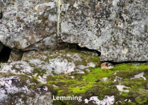 What Animals Eat Moss? 7 Examples with Pictures! - Animal Quarters