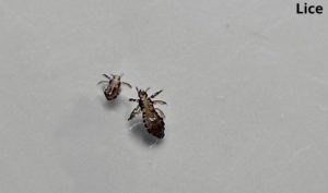 Animals That Float on Water! (7 Examples of Floating Animals) - Animal ...