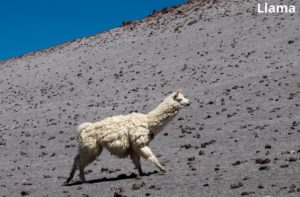 What Animals Gallop? (10 Examples + Pictures) - Animal Quarters