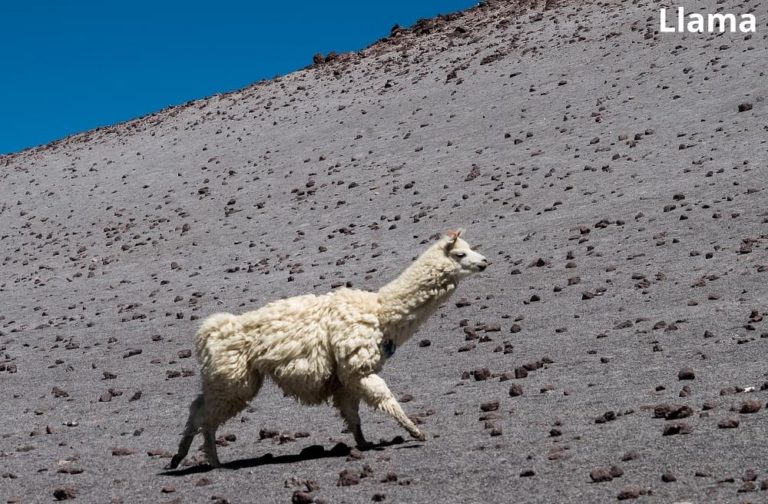 What Animals Gallop? (10 Examples + Pictures) - Animal Quarters