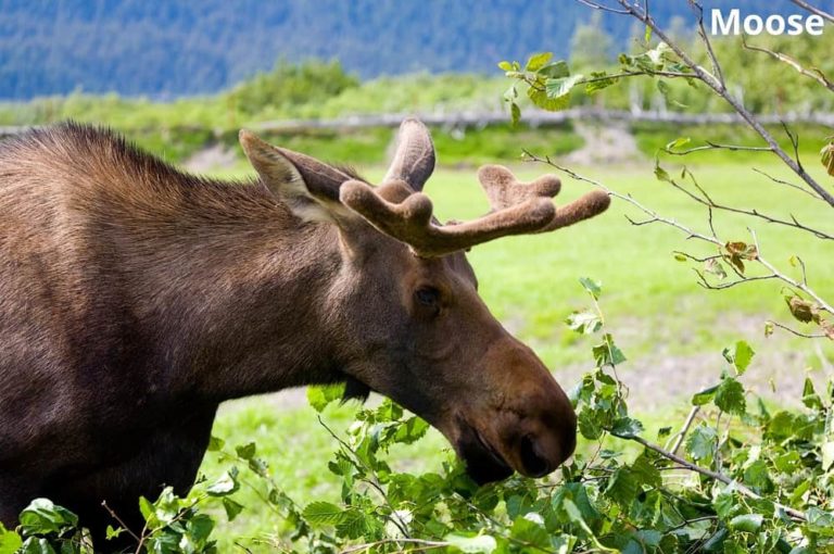 What Animals Eat Blueberries? 10 Examples with Pictures - Animal Quarters