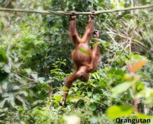 7 Animals That Hang Upside Down! See Pictures! - Animal Quarters