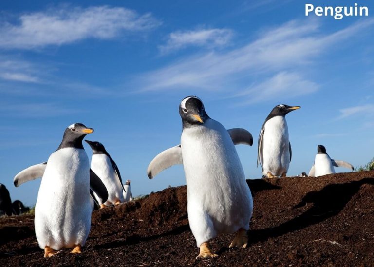 Animals That Waddle | 7 Examples of Waddling Animals - Animal Quarters