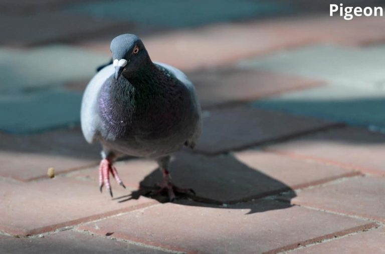 Animals That Waddle | 7 Examples of Waddling Animals - Animal Quarters