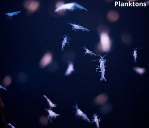 Animals That Float on Water! (7 Examples of Floating Animals) - Animal ...