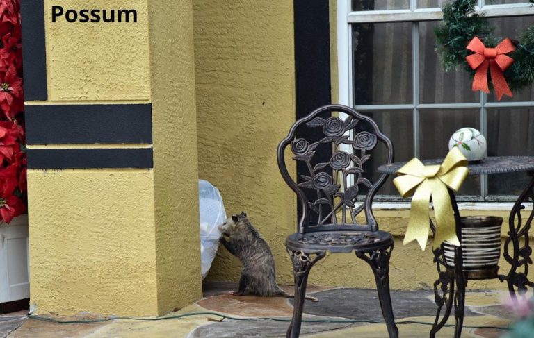 Animals That Eat Garbage! (12 Trash Eating Animals) - Animal Quarters