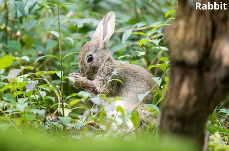 What Animals Eat Blueberries? 10 Examples with Pictures - Animal Quarters