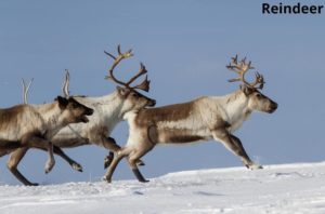 What Animals Gallop? (10 Examples + Pictures) - Animal Quarters