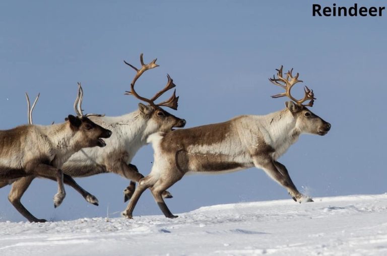 What Animals Gallop? (10 Examples + Pictures) - Animal Quarters