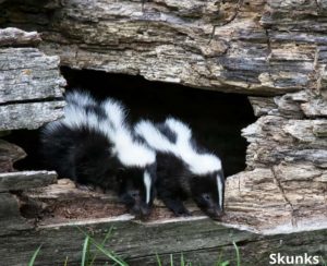 10 Examples of Animals That Live in a Den! See Pictures - Animal Quarters