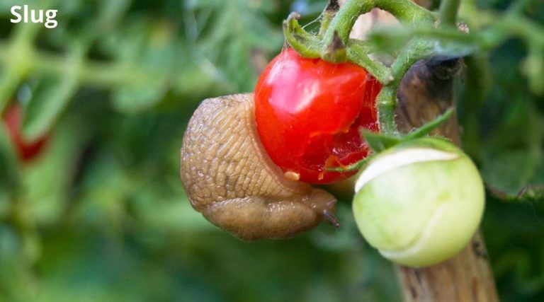 What Animals Eat Tomato Plants? 8 Examples! - Animal Quarters