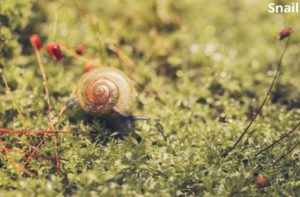 What Animals Eat Moss? 7 Examples with Pictures! - Animal Quarters