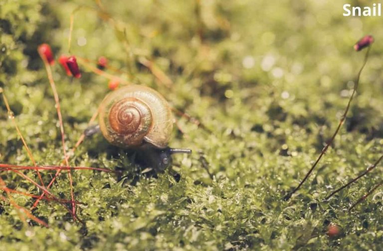 What Animals Eat Moss? 7 Examples with Pictures! - Animal Quarters