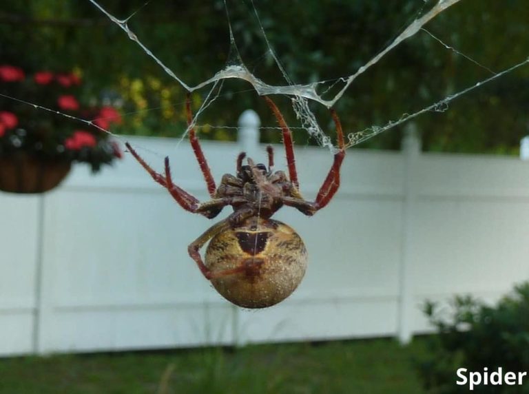 7 Animals That Hang Upside Down! See Pictures! - Animal Quarters