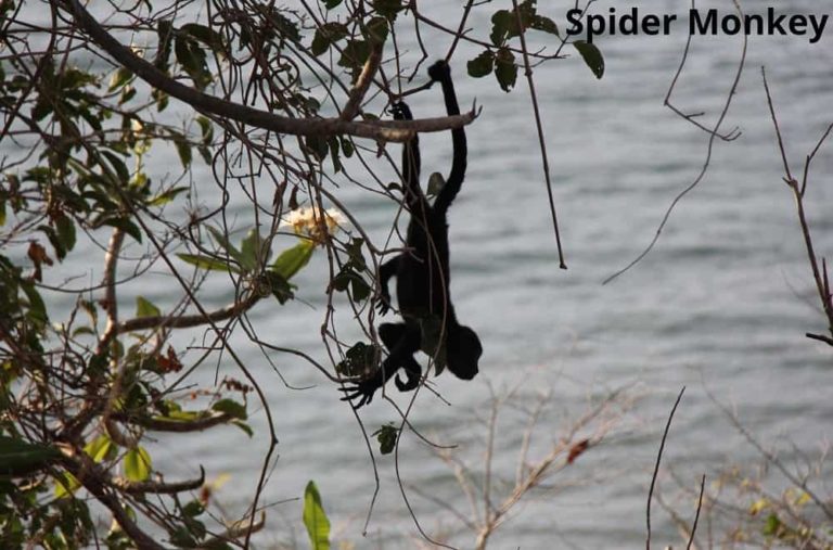 7 Animals That Hang Upside Down! See Pictures! - Animal Quarters