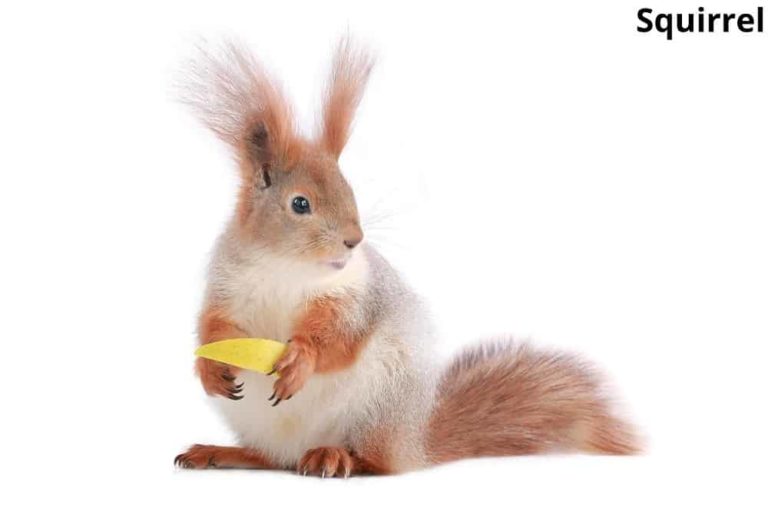 What Animals Eat Lemons? (7 Examples + Pictures) - Animal Quarters