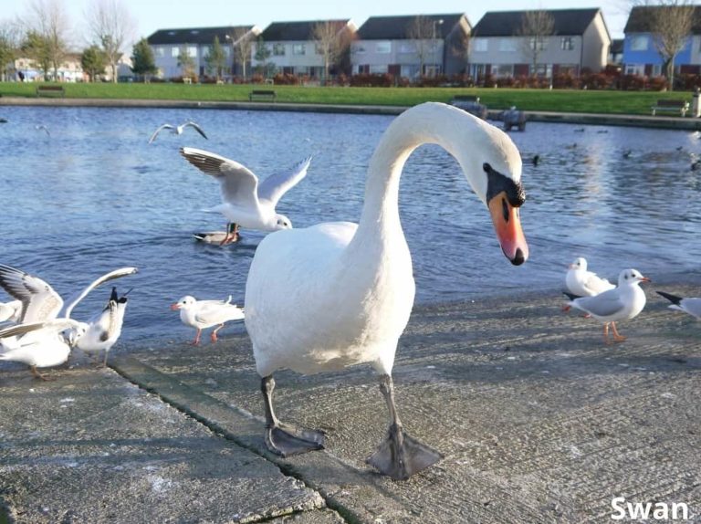 Animals That Waddle | 7 Examples of Waddling Animals - Animal Quarters